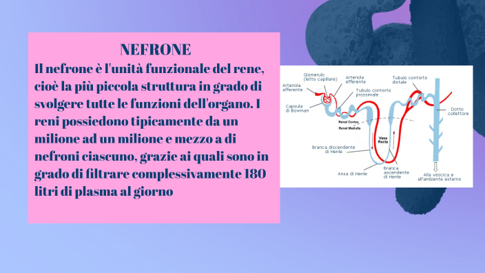 nefrone by giuseppe codispoti on Prezi