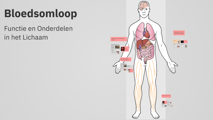 Bloedsomloop by Sham Badran on Prezi
