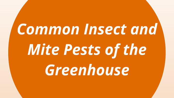Common Insect and Mite Pests of the Greenhouse by Kara Bates on Prezi