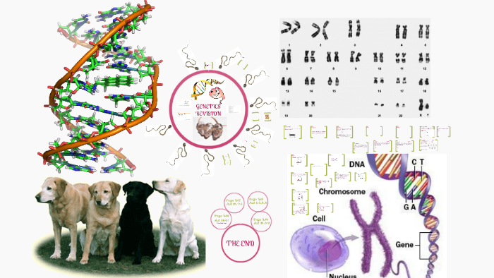 iGCSE Genetics revision by Blanca Peris on Prezi