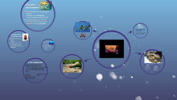 Symbiotic Relationships In Coral Reefs By Rachel Karsten On Prezi