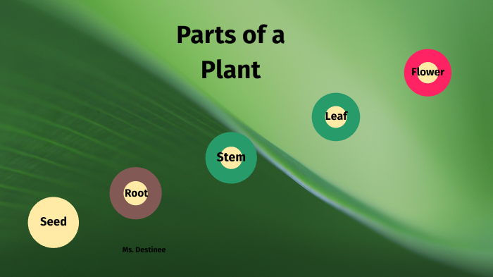 Parts of a Plant 1st Grade Lesson by Destinee Horne on Prezi