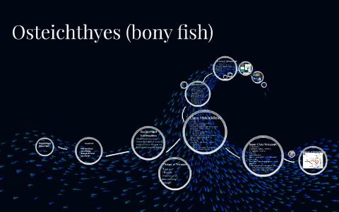 Osteichthyes (bony fish) by Erik Verastegui on Prezi