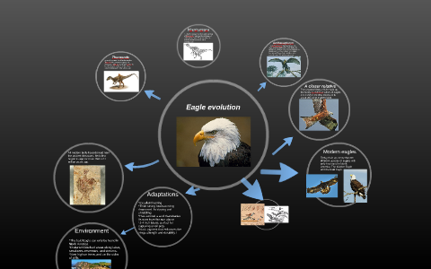 Eagle evolution by Jose Hernandez on Prezi