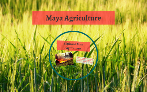 Maya AgrIculture by Autumn Tucker on Prezi