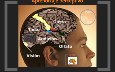 Aprendizaje perceptivo by jacobo andreve on Prezi
