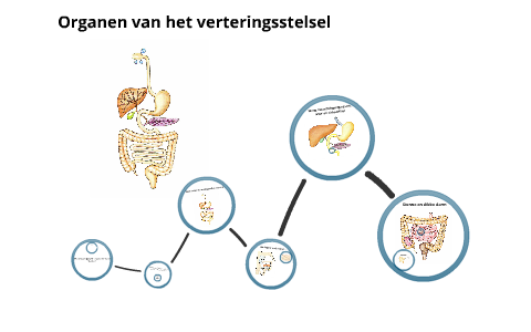 De organen van het verteringsstelsel by Guust Moors on Prezi