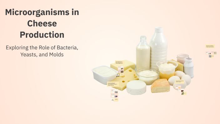 Microorganisms in Cheese Production by Catrinel Alexandra on Prezi