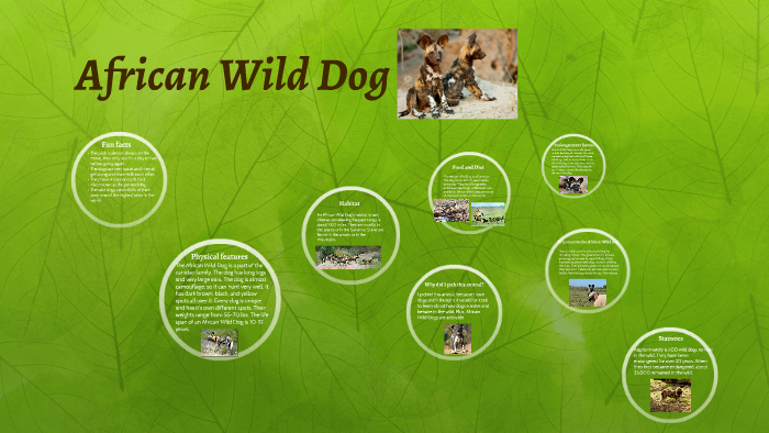 African Wild Dog by on Prezi