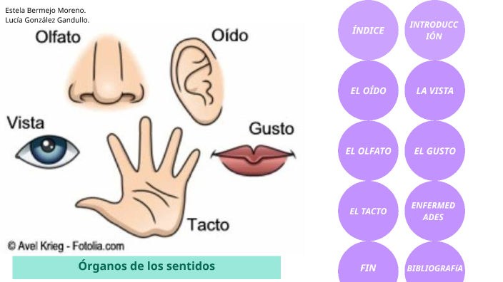 LOS ÓRGANOS DE LOS SENTIDOS by Estela Bermejo Moreno on Prezi
