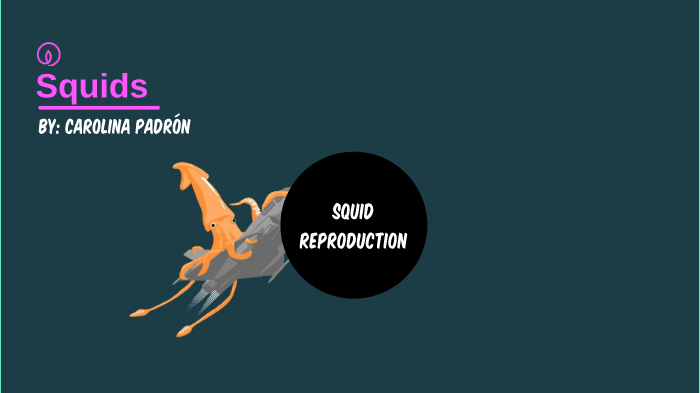 Squid Reproduction by Carolina Padrón on Prezi
