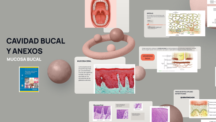 MUCOSA BUCAL - CLASE I by Jacqueline Terrones Martínez on Prezi