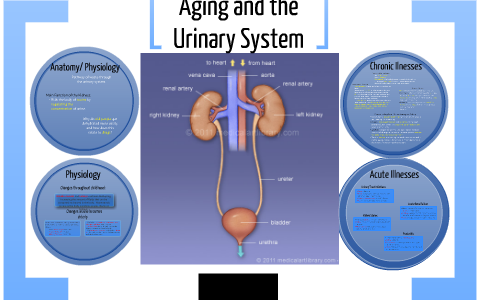 Urinary System Presentation, Health 466 by Katie Russell on Prezi