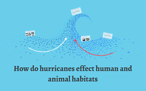 How do hurricanes effect human and animal habitats by Maggie Ketchum on ...