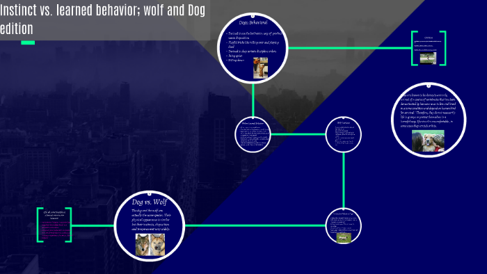 Instinct vs. learned behavior; wolf and dog edition by Giovanna ...