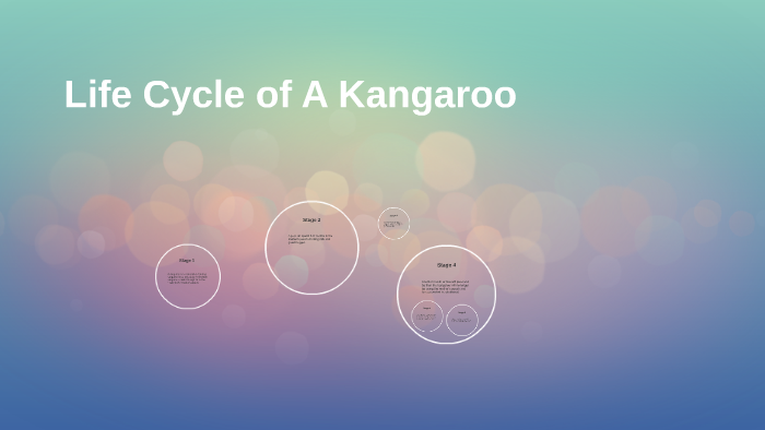 life cycle of a kangaroo by Ryley Sams on Prezi