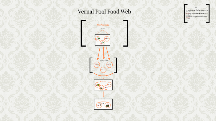 Vernal Pool Food Web by Emma Ortega on Prezi
