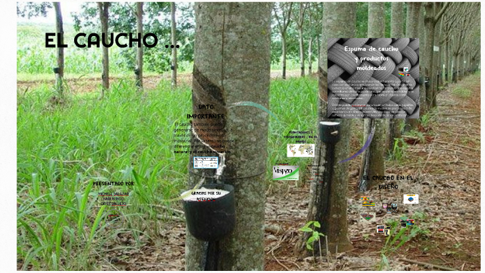 EL CAUCHO ... by Karensita Rico