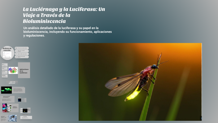 La Luciérnaga y la Luciferasa: Un Viaje a Través de la Bioluminiscencia ...
