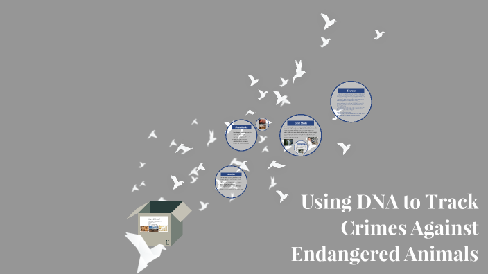 Using DNA to track crimes against threatened or endangered species by ...