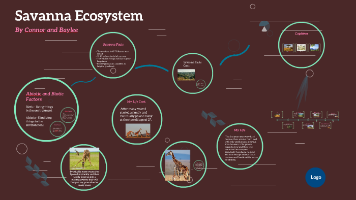 Savanna Ecosystem by Baylee Gerber on Prezi
