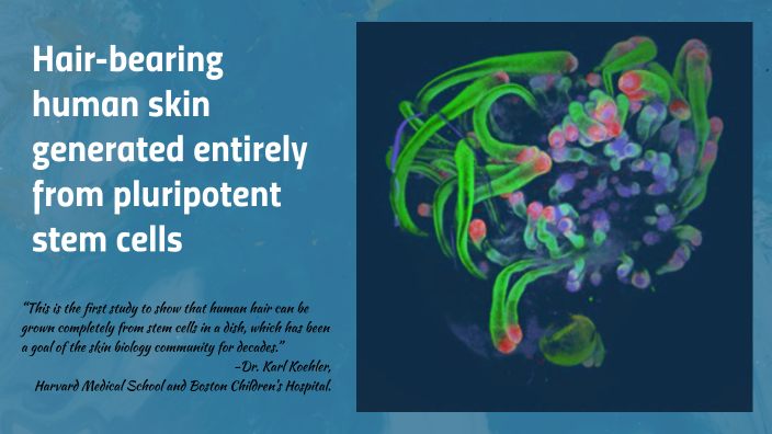 skin organoid by Rose Zeng on Prezi