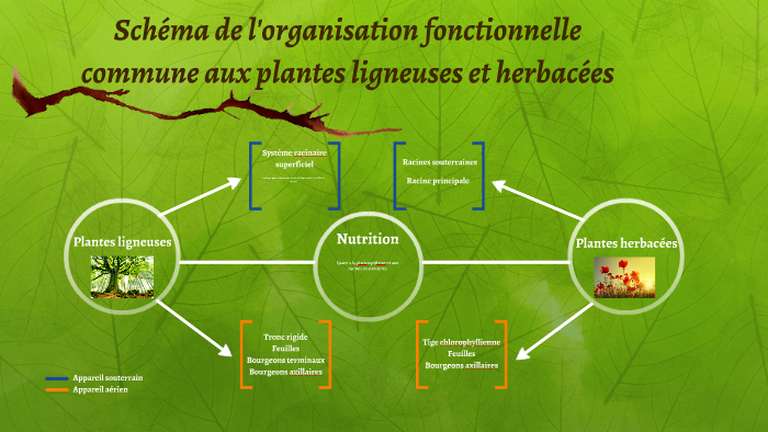Plantes ligneuses by lysandre J on Prezi