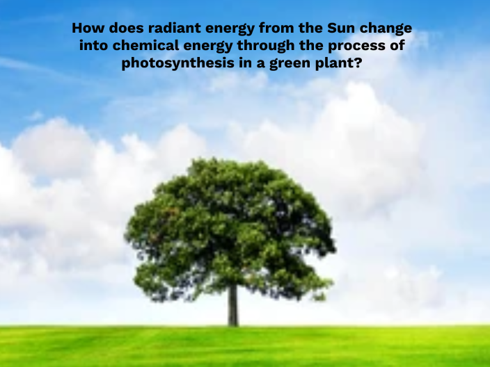Photosynthesis Choice Board Project by Greylan Clark on Prezi