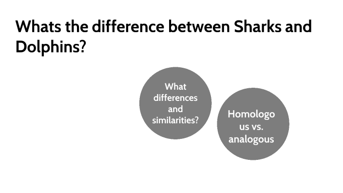 Whats the difference between Sharks and Dolphins by Eliot Peitso