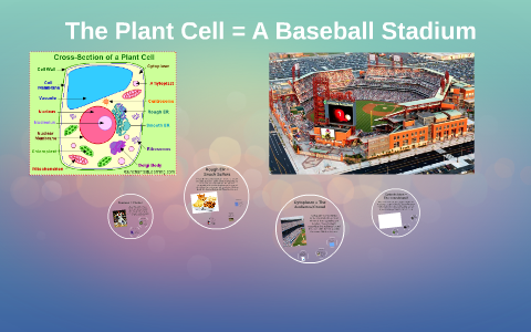 The Plant Cell = A Baseball Stadium!! by Lillian DeMarco on Prezi
