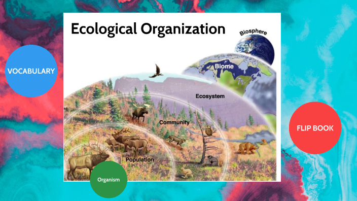 Ecological Organization by Bernadette Townsend on Prezi