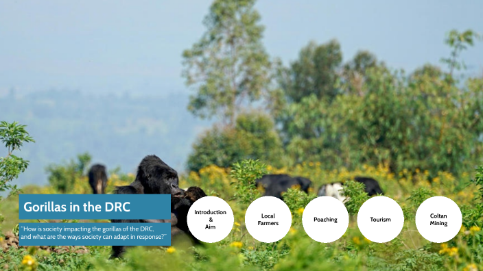 Gorillas Poster - DRC by Analise Capito