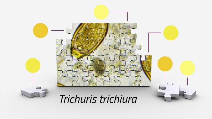 Trichuris trichiura by andressa silva on Prezi