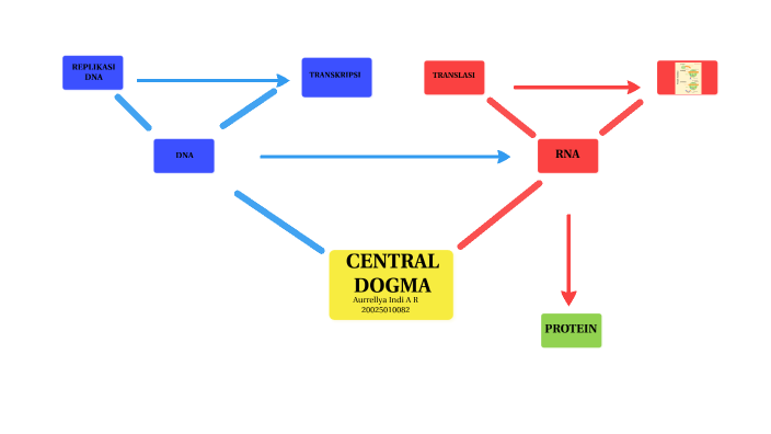 central dogma mindmap by Aurellya Indi on Prezi