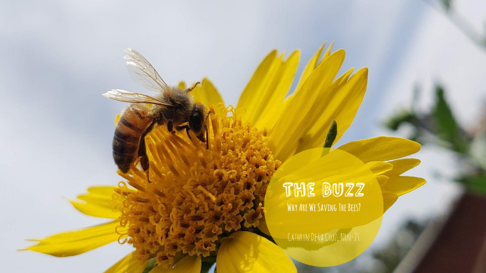 The Buzz by Cathryn DLC on Prezi