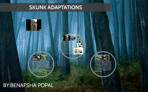SKUNK ADAPTATIONS by swagger jagger on Prezi