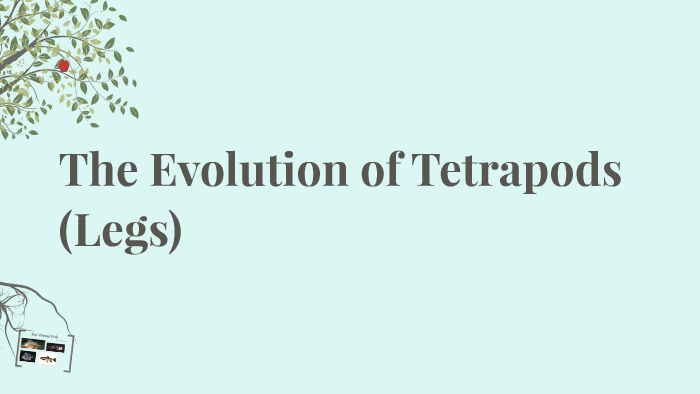 The Evolution of Tetrapods (Legs) by Brittany Bowers on Prezi