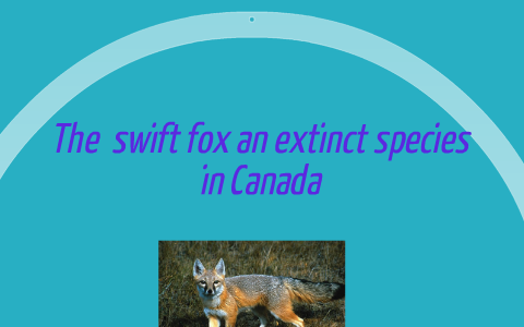 The swift fox an endangered species by Brendan Stanisz