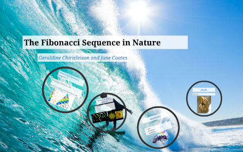 The Fibonacci Sequence in the Human Body by Jane Coates