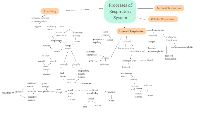 Respiratory System by simone levesque on Prezi