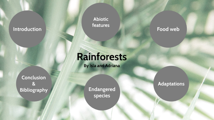 Rainforests by Isla Stephenson on Prezi