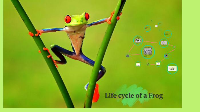 Life cycle of a tarsiers by Neanz Jane on Prezi