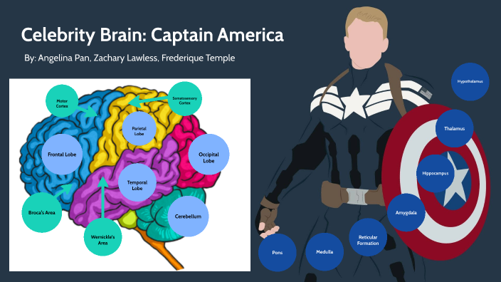 Celebrity Brain: Captain America by Angelina Pan on Prezi