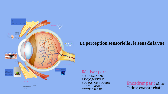 La perception sensorielle : le sens de la vue by safaa fettah on Prezi
