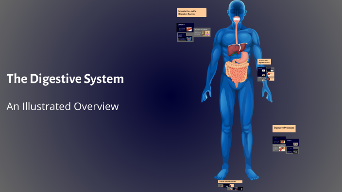 The Digestive System by mona Al-Ghamdi on Prezi