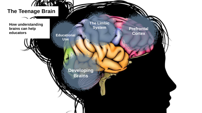 Understanding Teenage Brains by Louise Hayne on Prezi