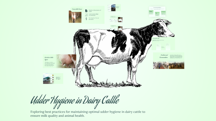 Udder Hygiene in Dairy Cattle by Natalia Występska on Prezi