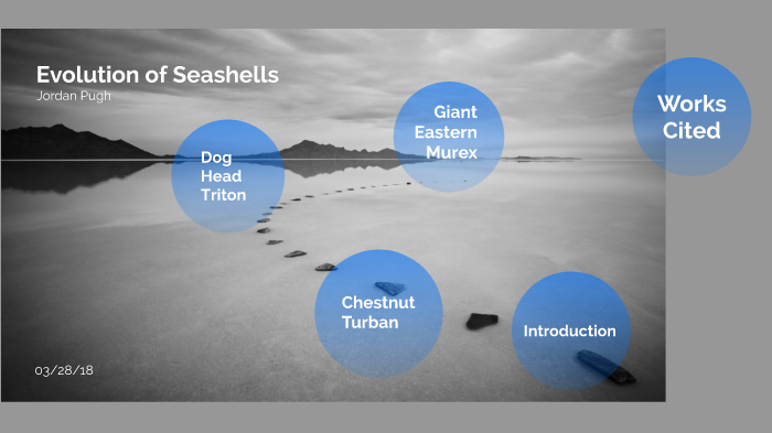 Evolution of Seashells by Jordan Pugh on Prezi
