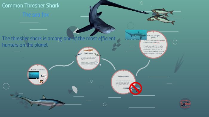 Common Thresher Shark by Blaise Wilson on Prezi
