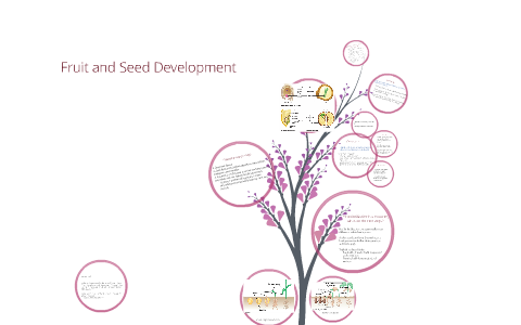 Fruit and Seed Development by Alyssa Landow on Prezi